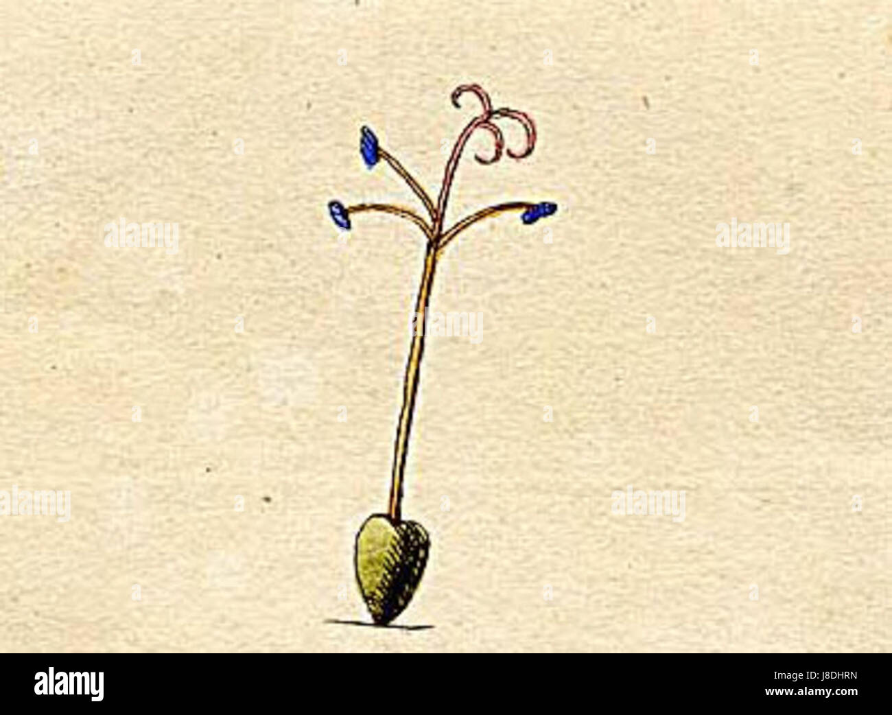 Ehret plantarum hi-res stock photography and images - Alamy