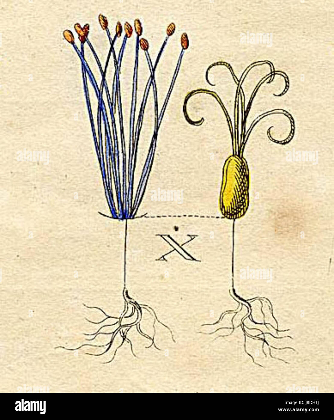 Methodus High Resolution Stock Photography and Images - Alamy