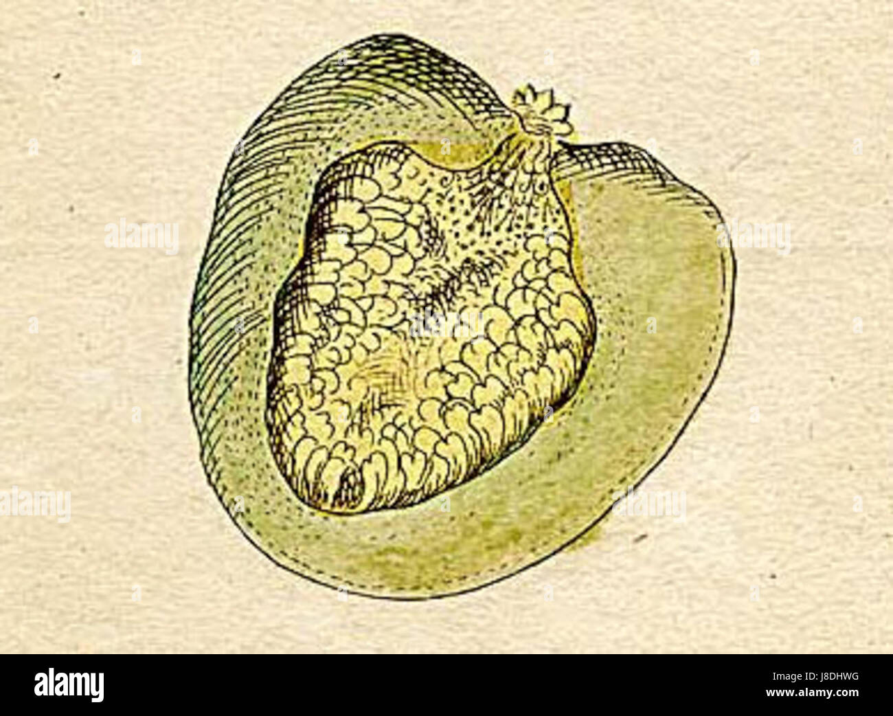 Ehret plantarum hi-res stock photography and images - Alamy