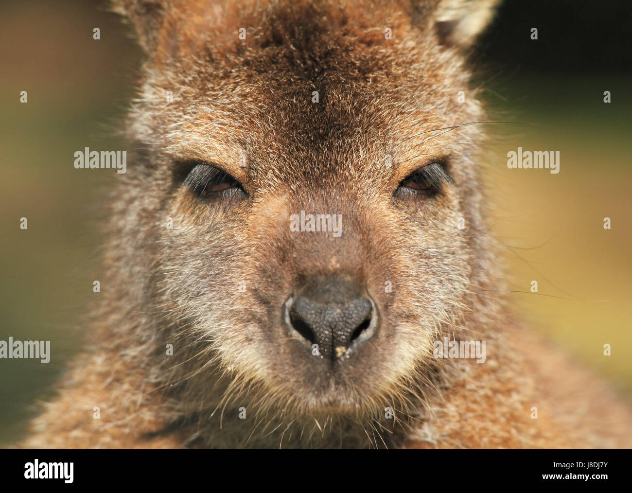 animal, wildlife, kangaroo, raving, furious, angry, irately, australian ...
