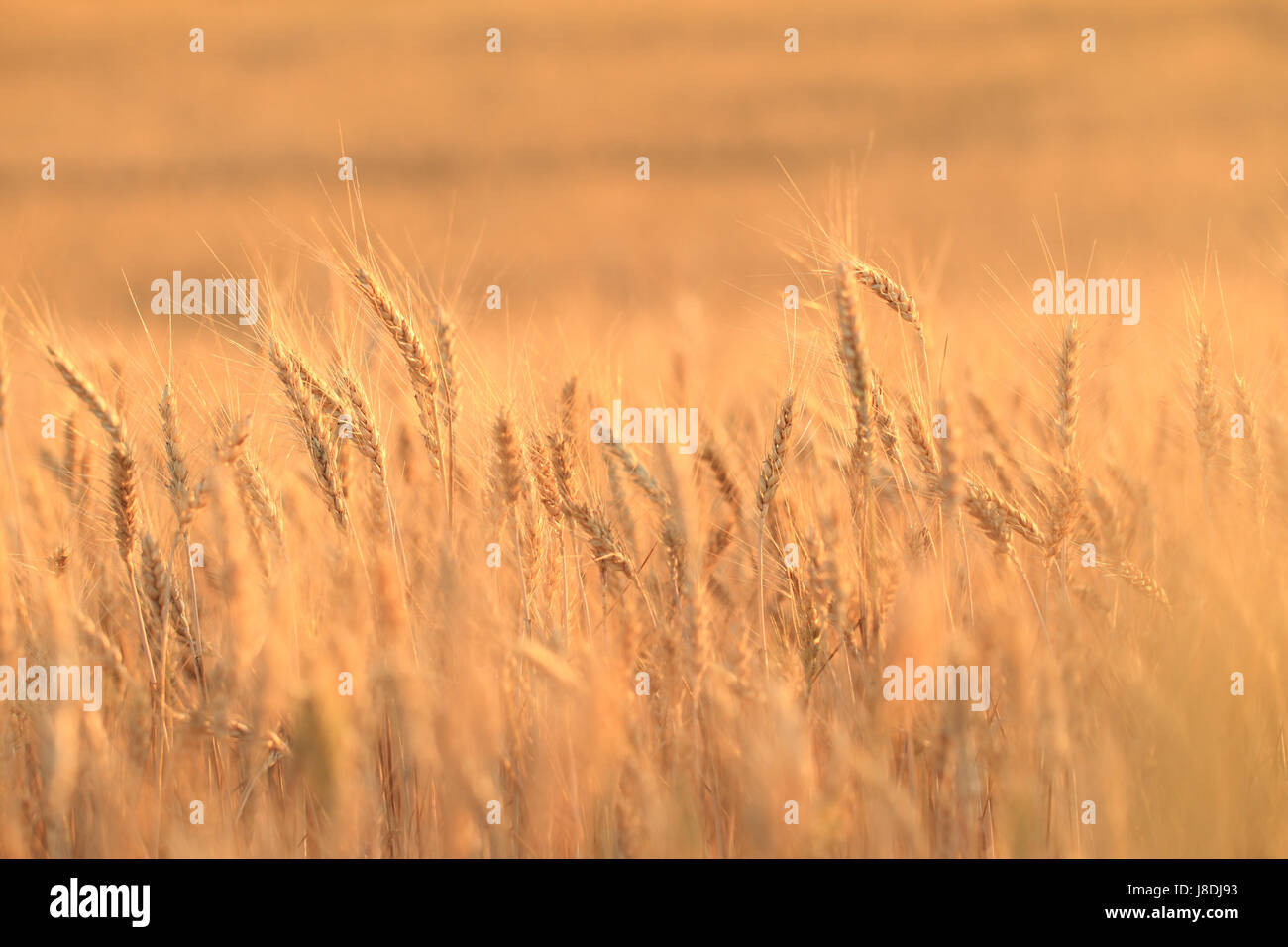 field, golden, wheat, corn, backdrop, background, food, aliment, bread ...