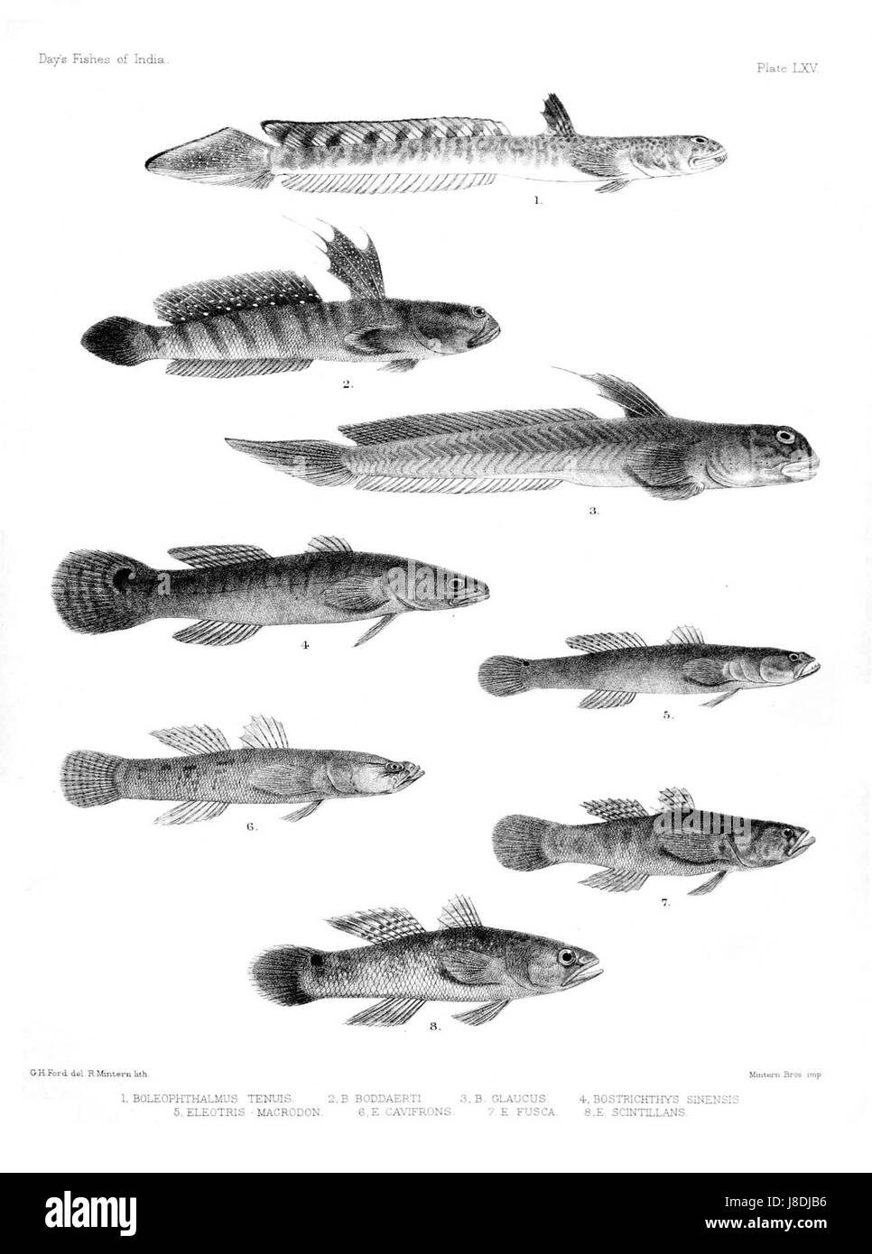Plate LXV of the 'Fishes of India' Atlas depicts a variety of fish ...