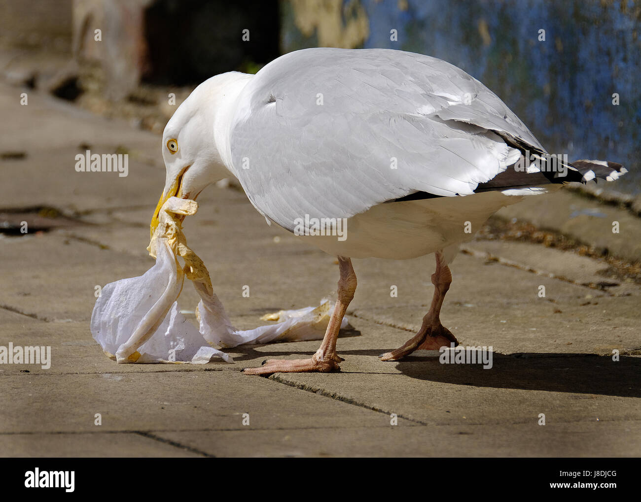 Adult Herring Gull scavenging in town center waste bins for food Stock ...