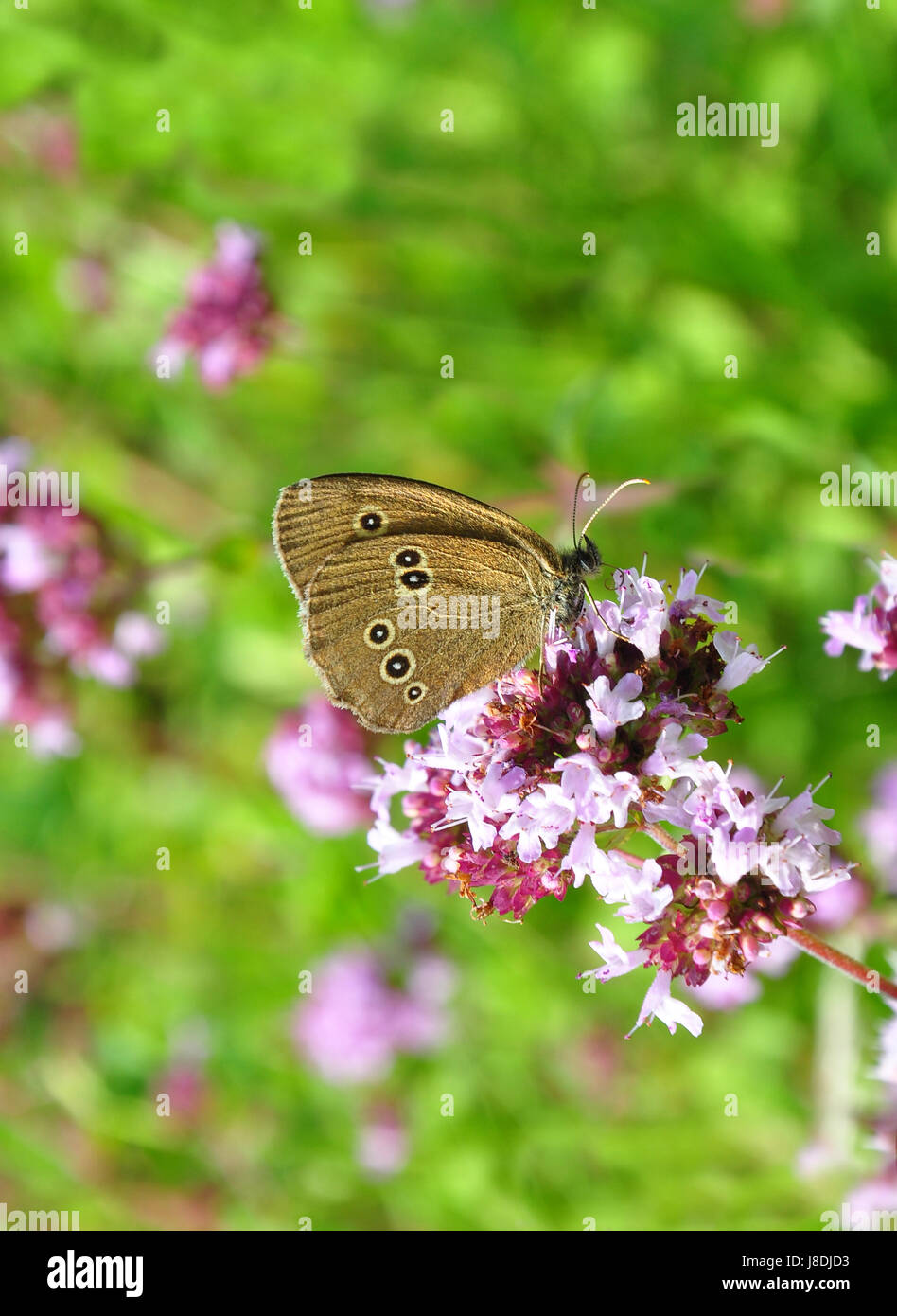Blossom fauna hi-res stock photography and images - Alamy