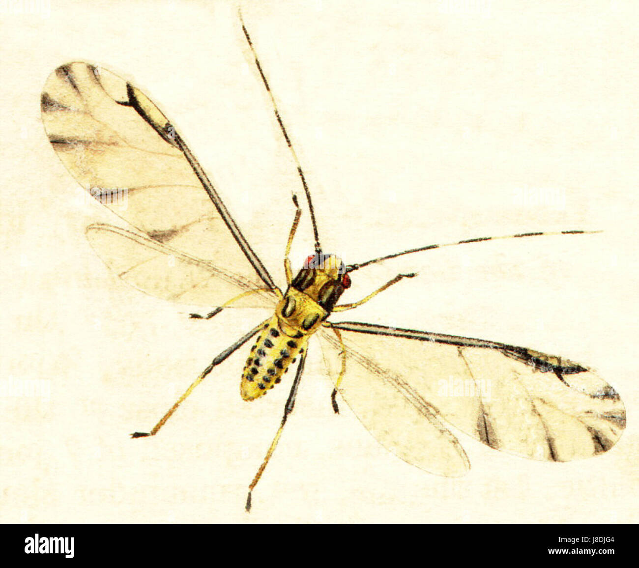 Eucallipterus tiliae is a species of aphid known for infesting linden ...