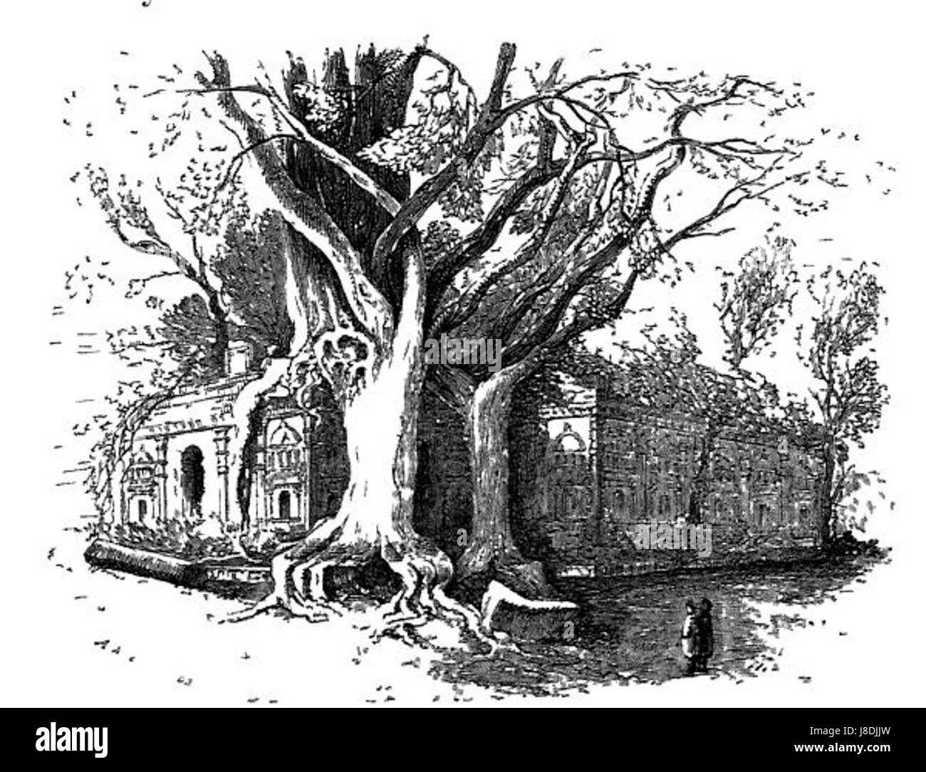A fig tree growing over the ruins of Polonnaruwa, an ancient city in ...