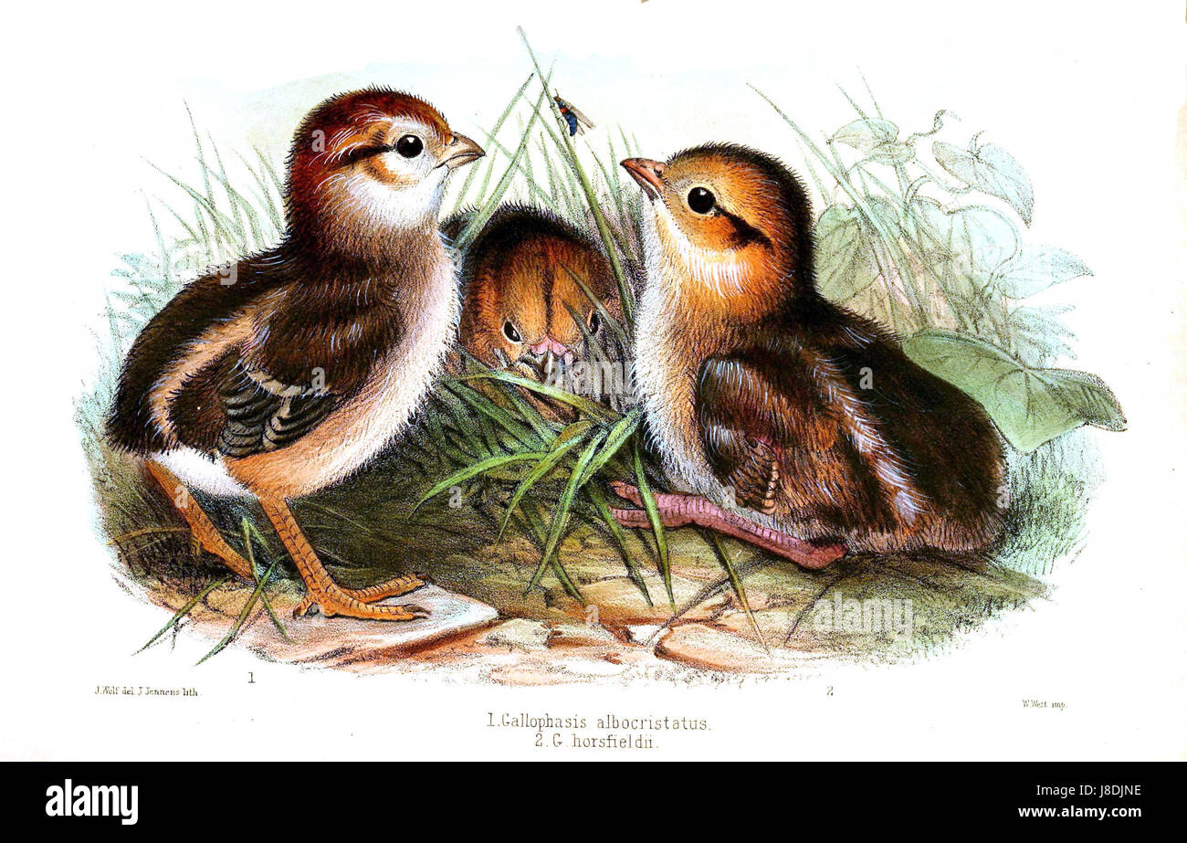 'Galliphasis Chicks Wolf' appears to refer to a species or genus ...