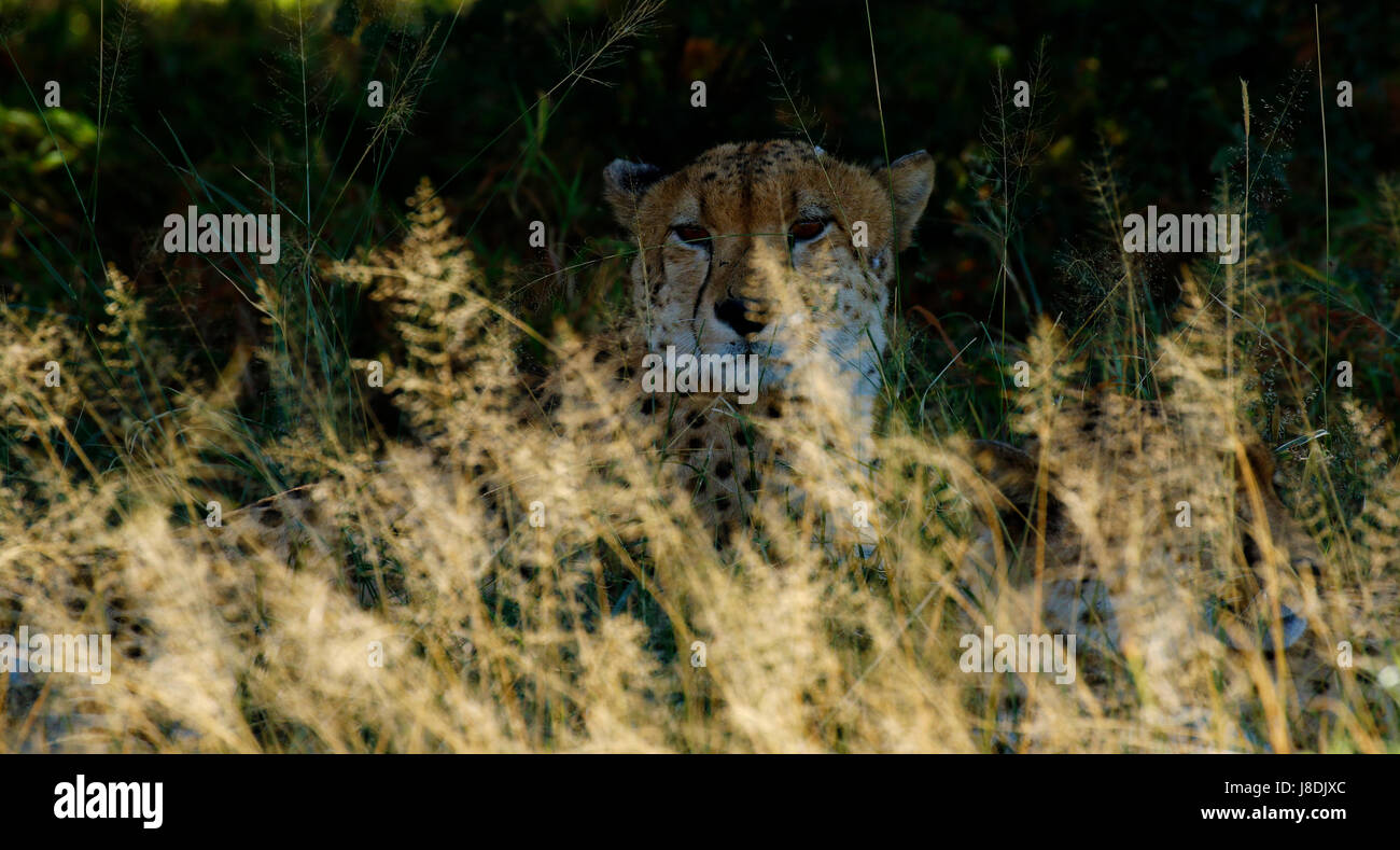 In the wilds of the African plains, the fastest animal on earth, the ...