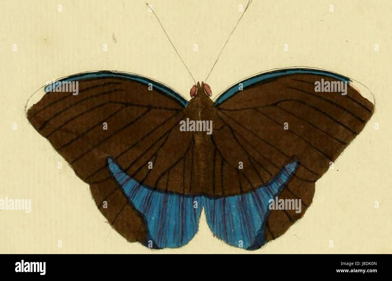 Harpalyce hi-res stock photography and images - Alamy