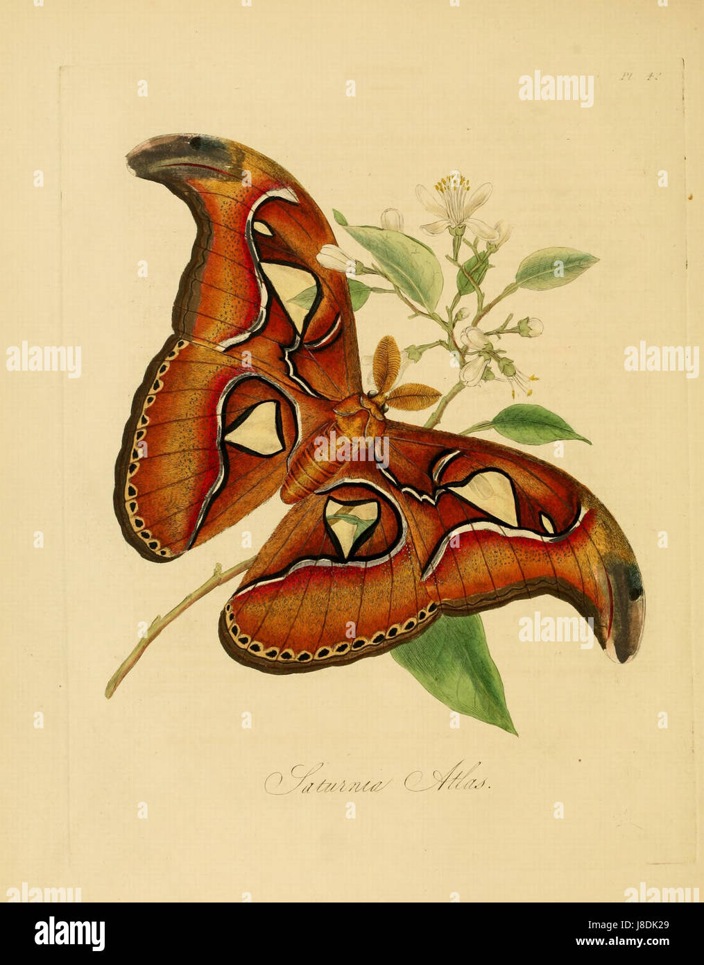 Donovan Insects of China, 1838 pl 42 Stock Photo - Alamy