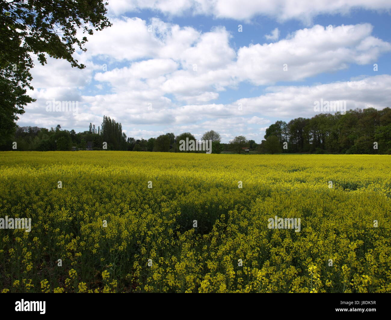 coleseed, Rape field, agriculture, farming, useful plant, cabbage ...