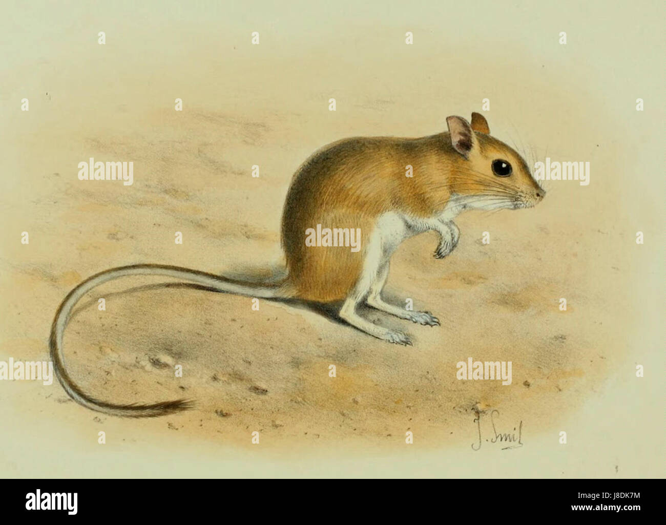 Gerbillus hi-res stock photography and images - Alamy