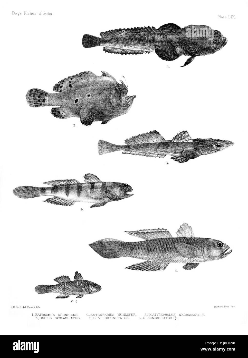 Showcasing diverse features Cut Out Stock Images & Pictures - Alamy