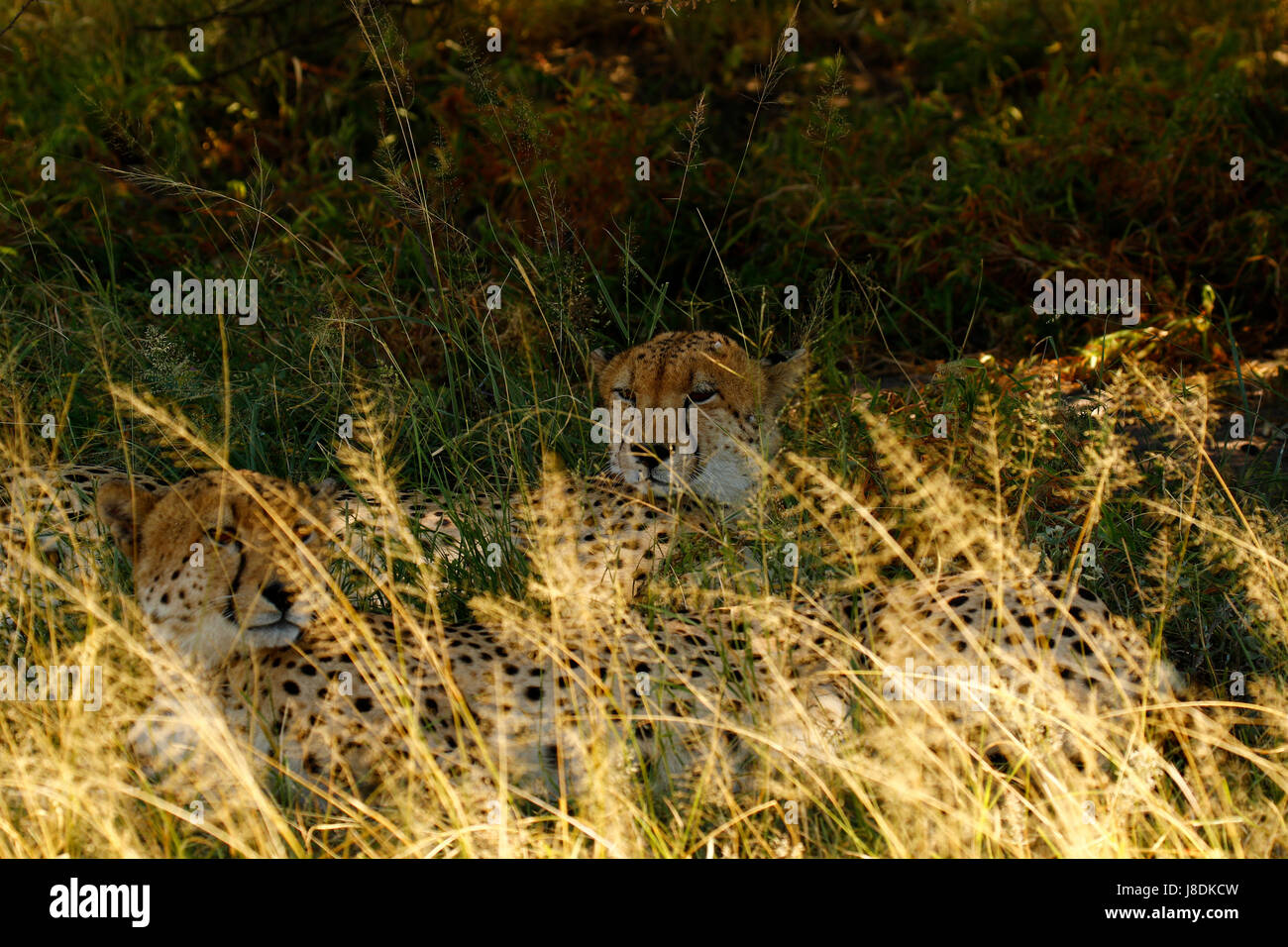 In the wilds of the African plains, the fastest animal on earth, the ...