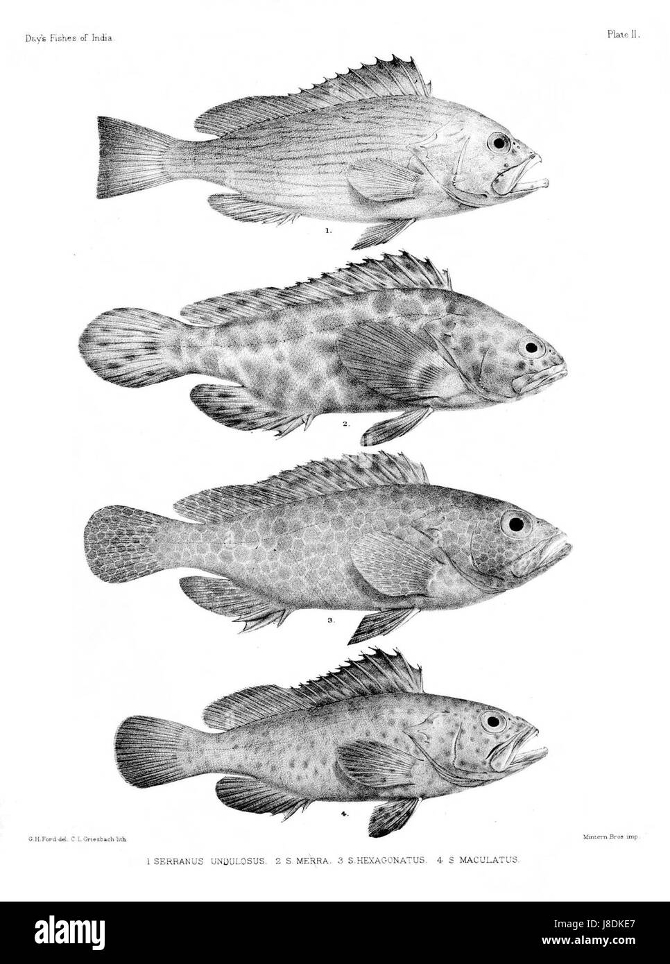 Indian fish species Black and White Stock Photos & Images - Alamy