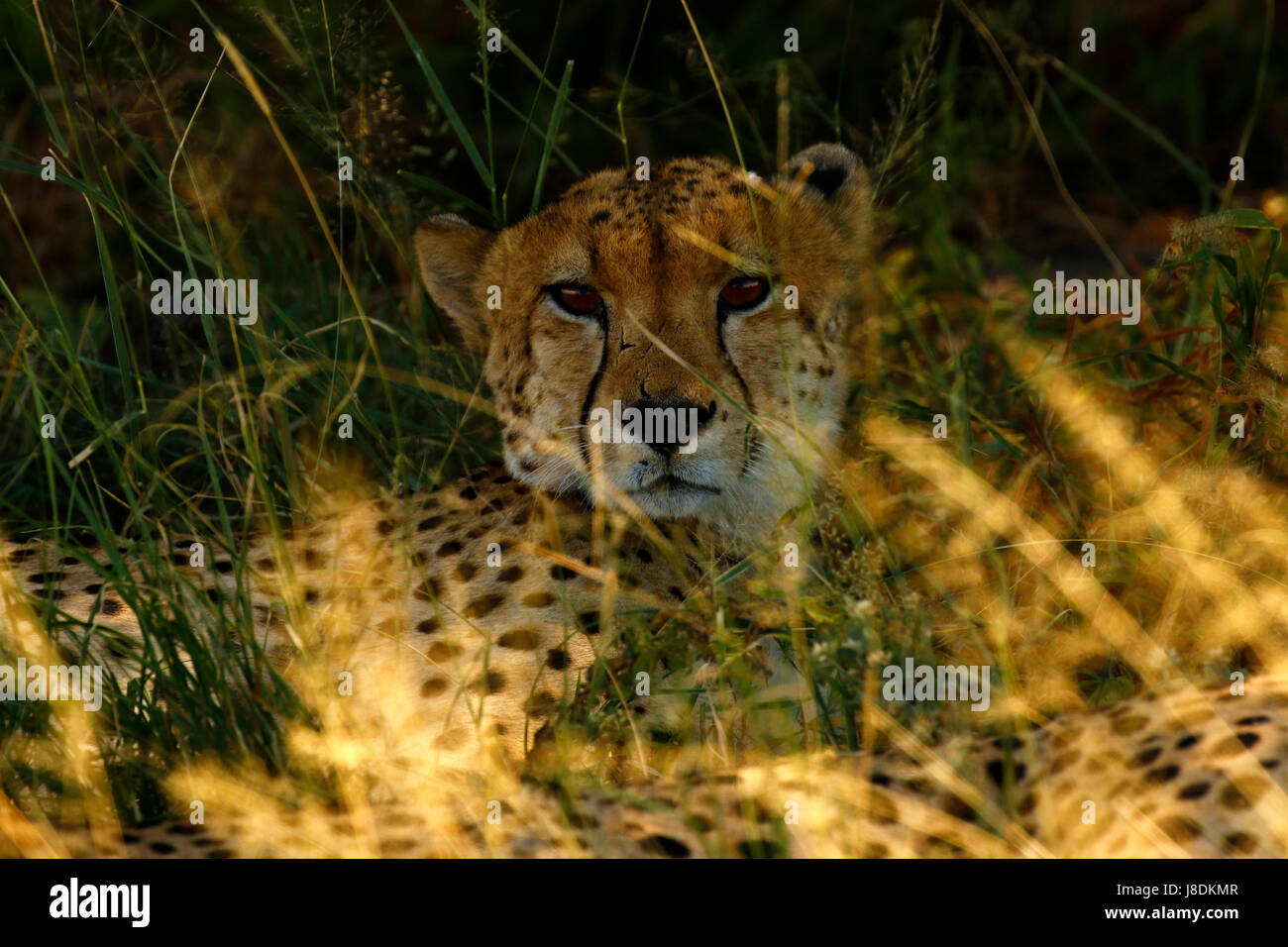 In the wilds of the African plains, the fastest animal on earth, the ...