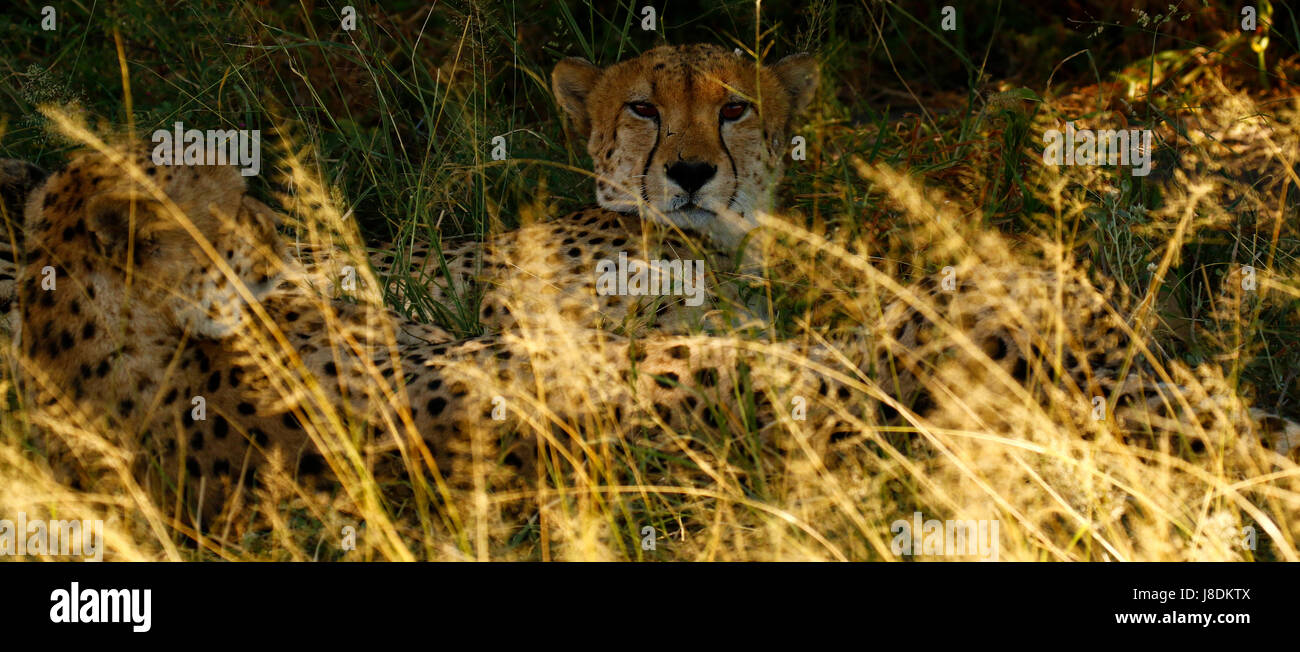 In the wilds of the African plains, the fastest animal on earth, the ...