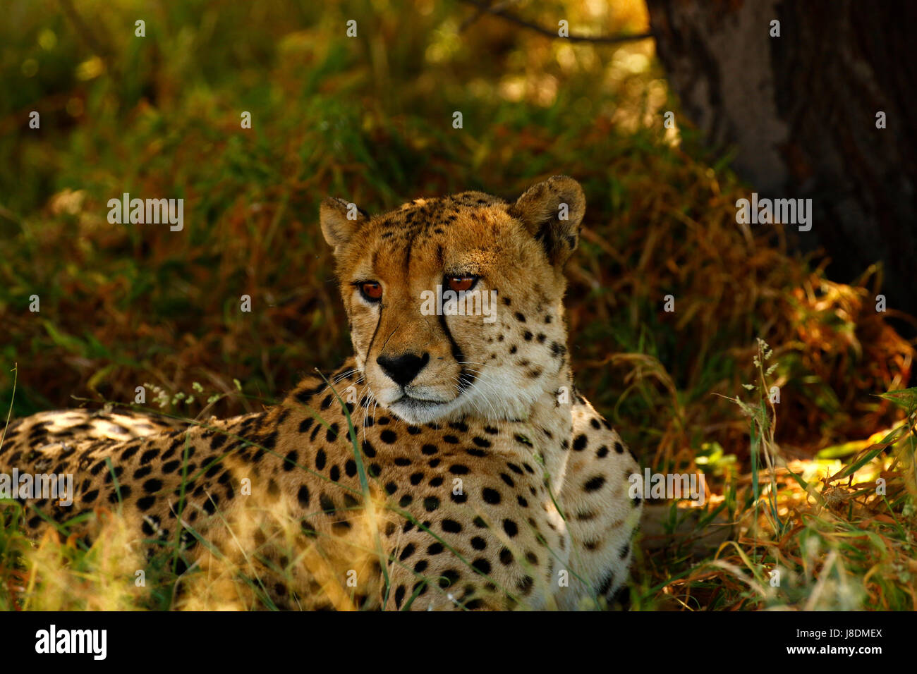 Fastest cat on earth hi-res stock photography and images - Alamy