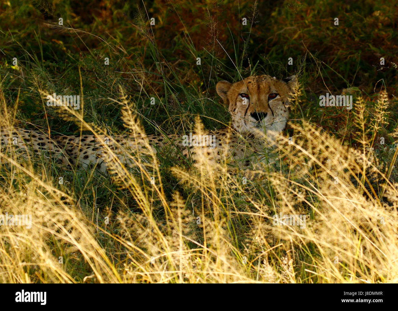 In the wilds of the African plains, the fastest animal on earth, the ...