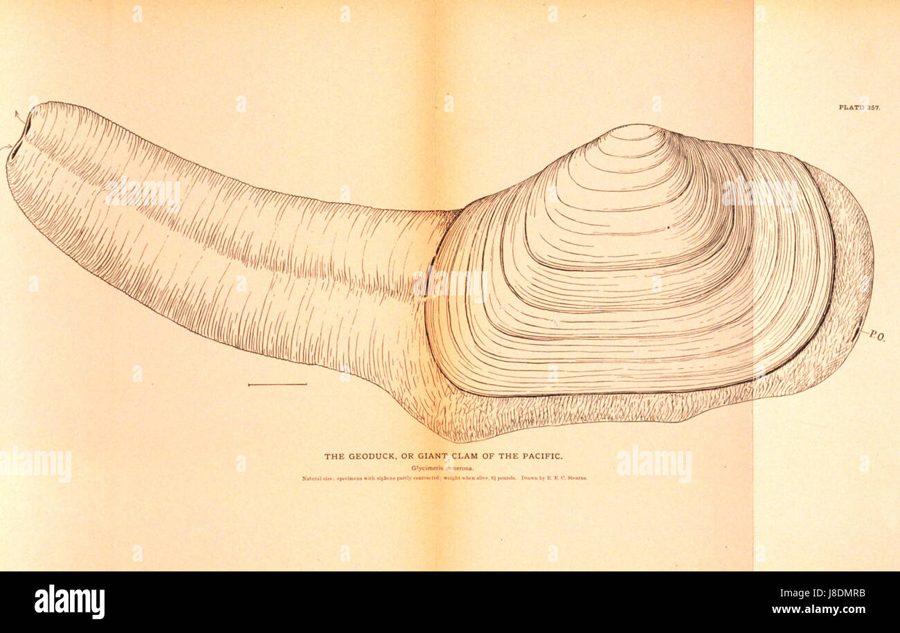 Clams burrowing clams hi-res stock photography and images - Alamy
