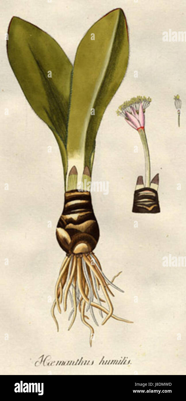 Haemanthus humilis hi-res stock photography and images - Alamy