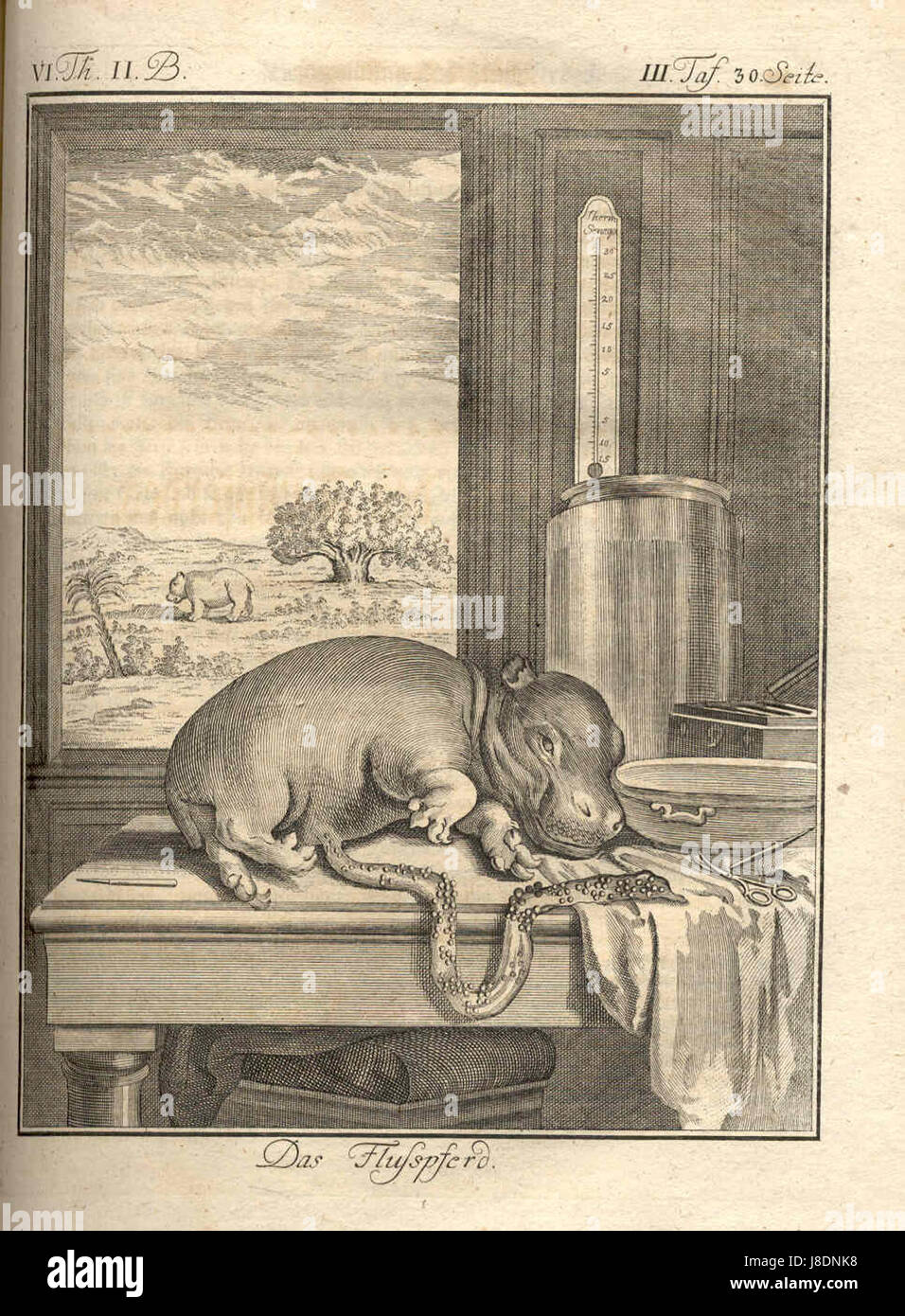 *Hippo.buffon* refers to the hippopotamus, a large mammal native to sub ...