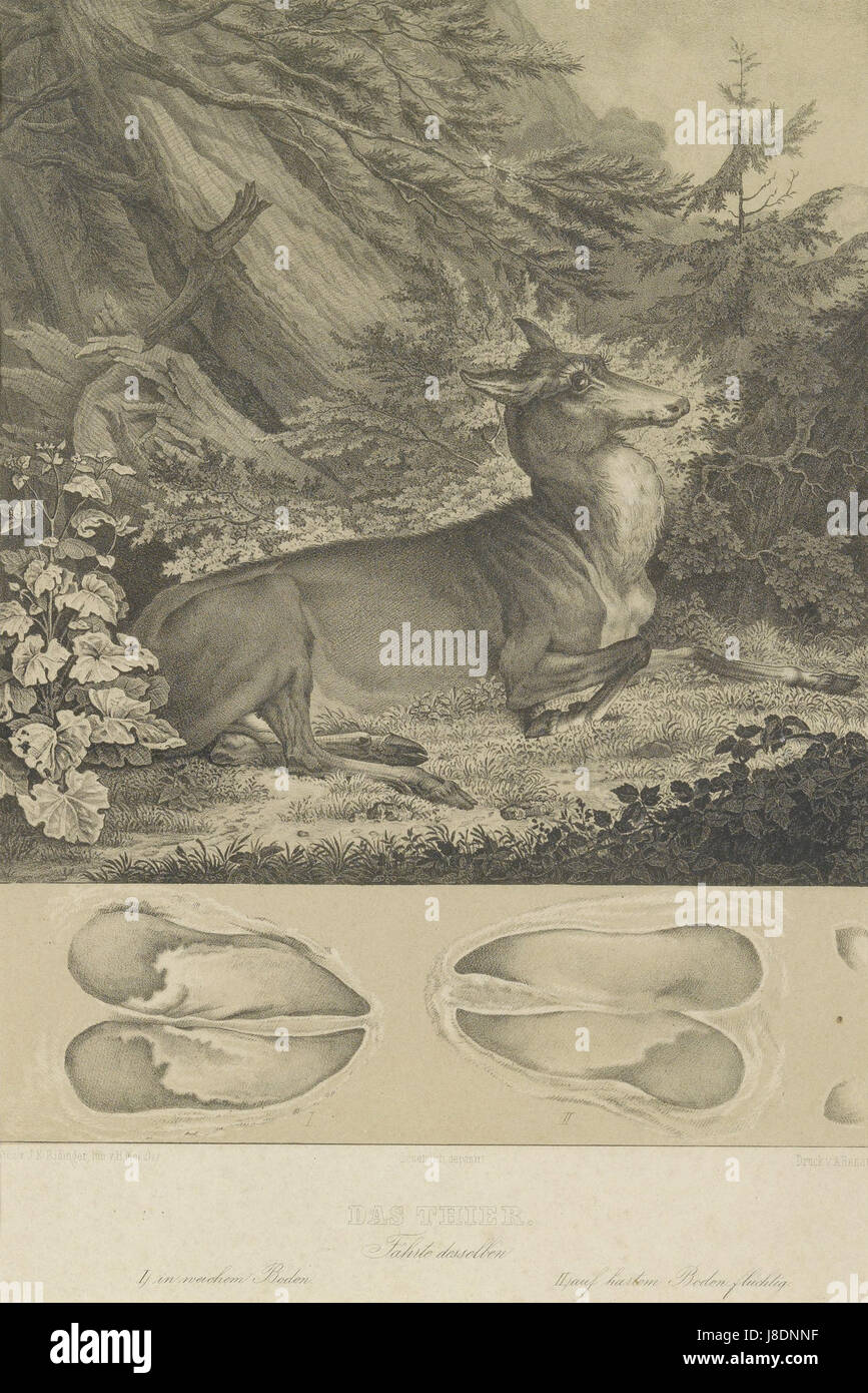 'Jagd Album nach Ridinger' refers to a hunting album inspired by the ...