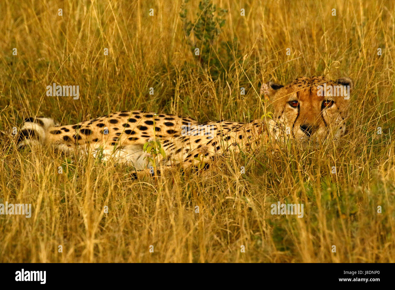 In the wilds of the African plains, the fastest animal on earth, the ...