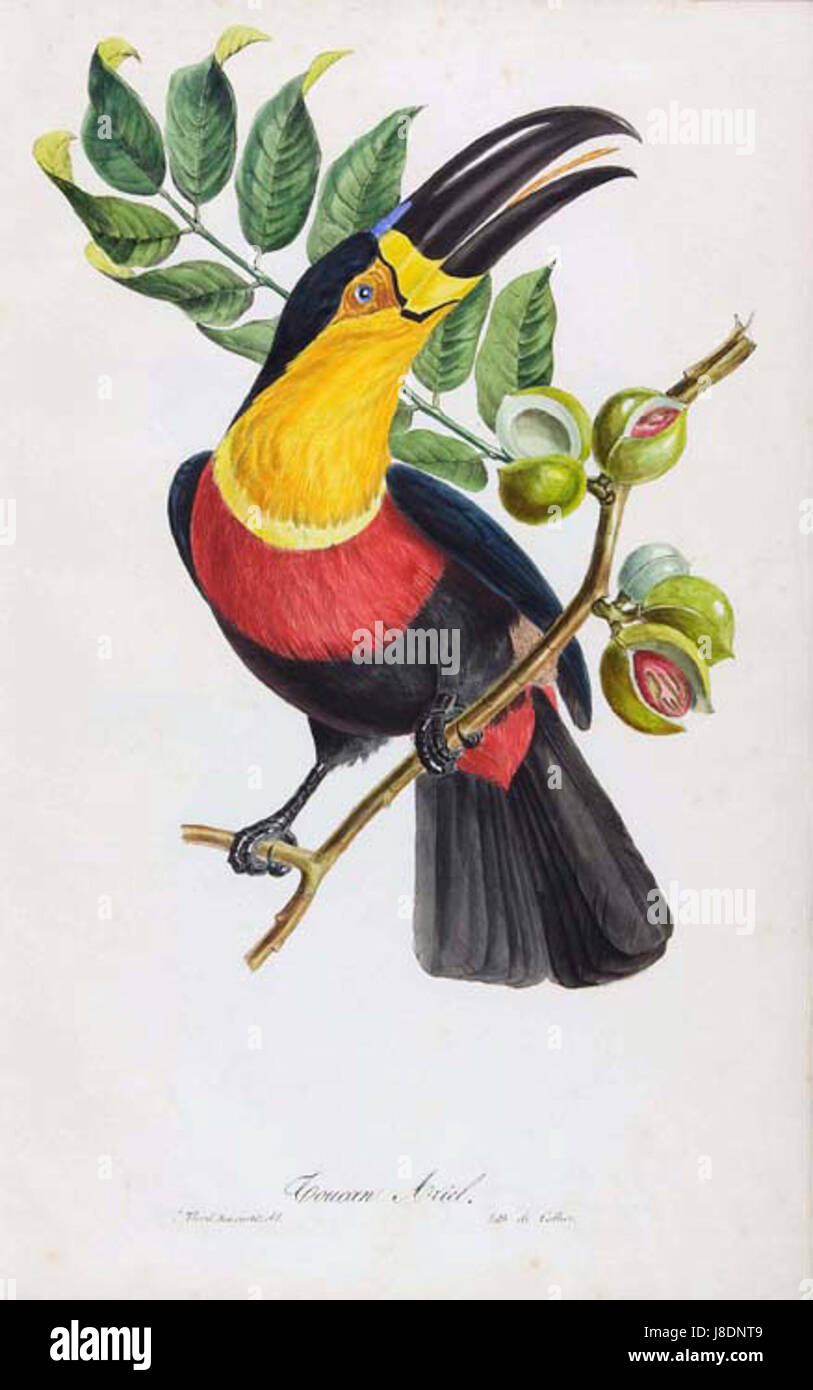 Jean Theodore Descourtilz was a French naturalist and artist known for ...