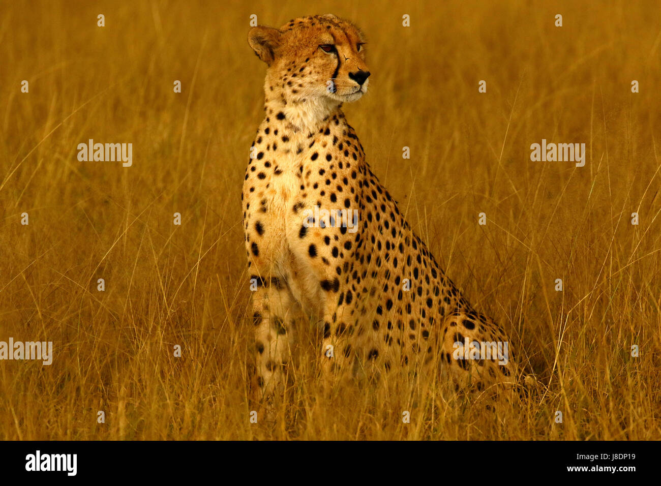 In the wilds of the African plains, the fastest animal on earth, the ...