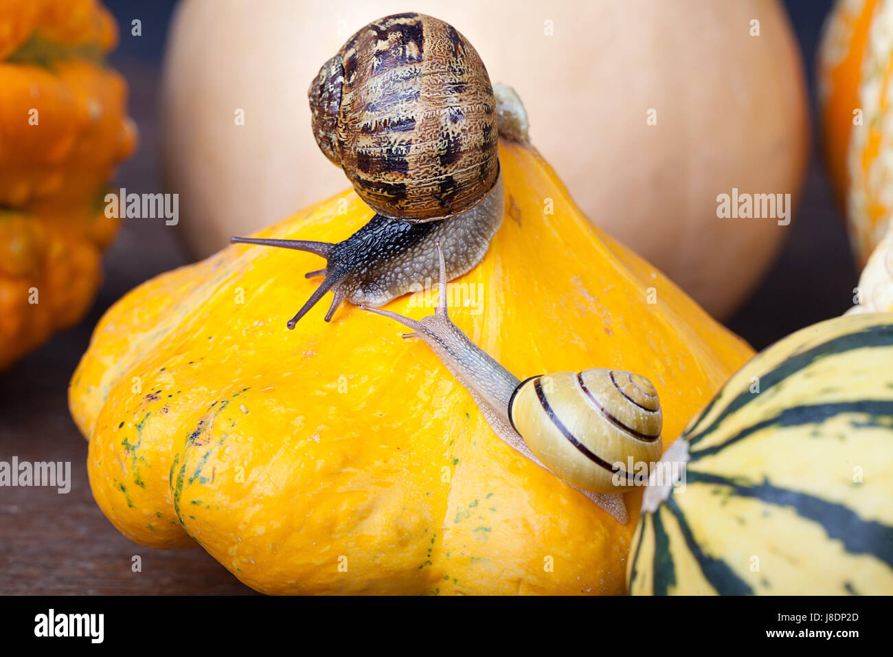 autumnal, snail, edible snail, pumpkin, fall, autumn, still life, house ...