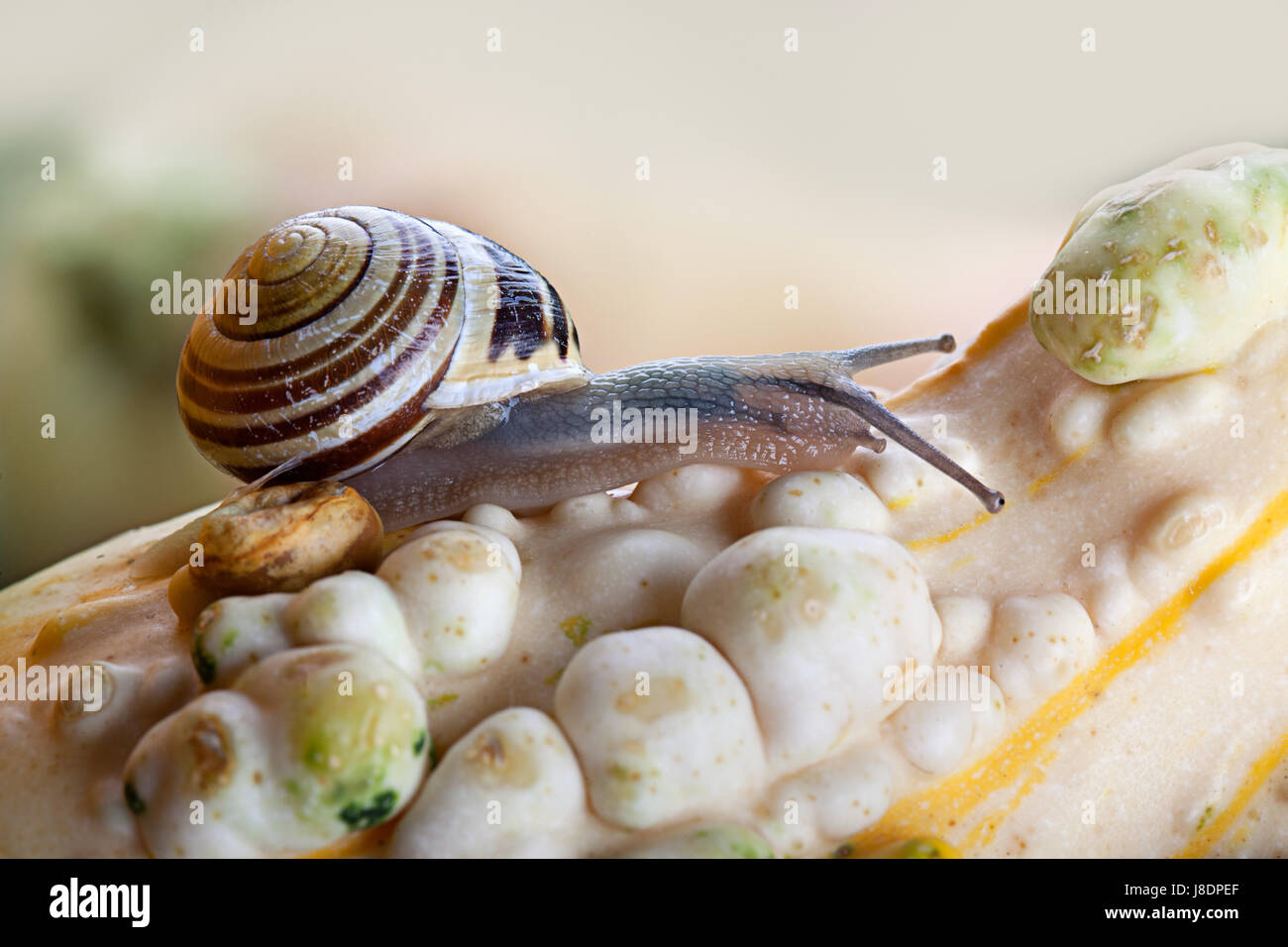 worm and pumpkin Stock Photo - Alamy