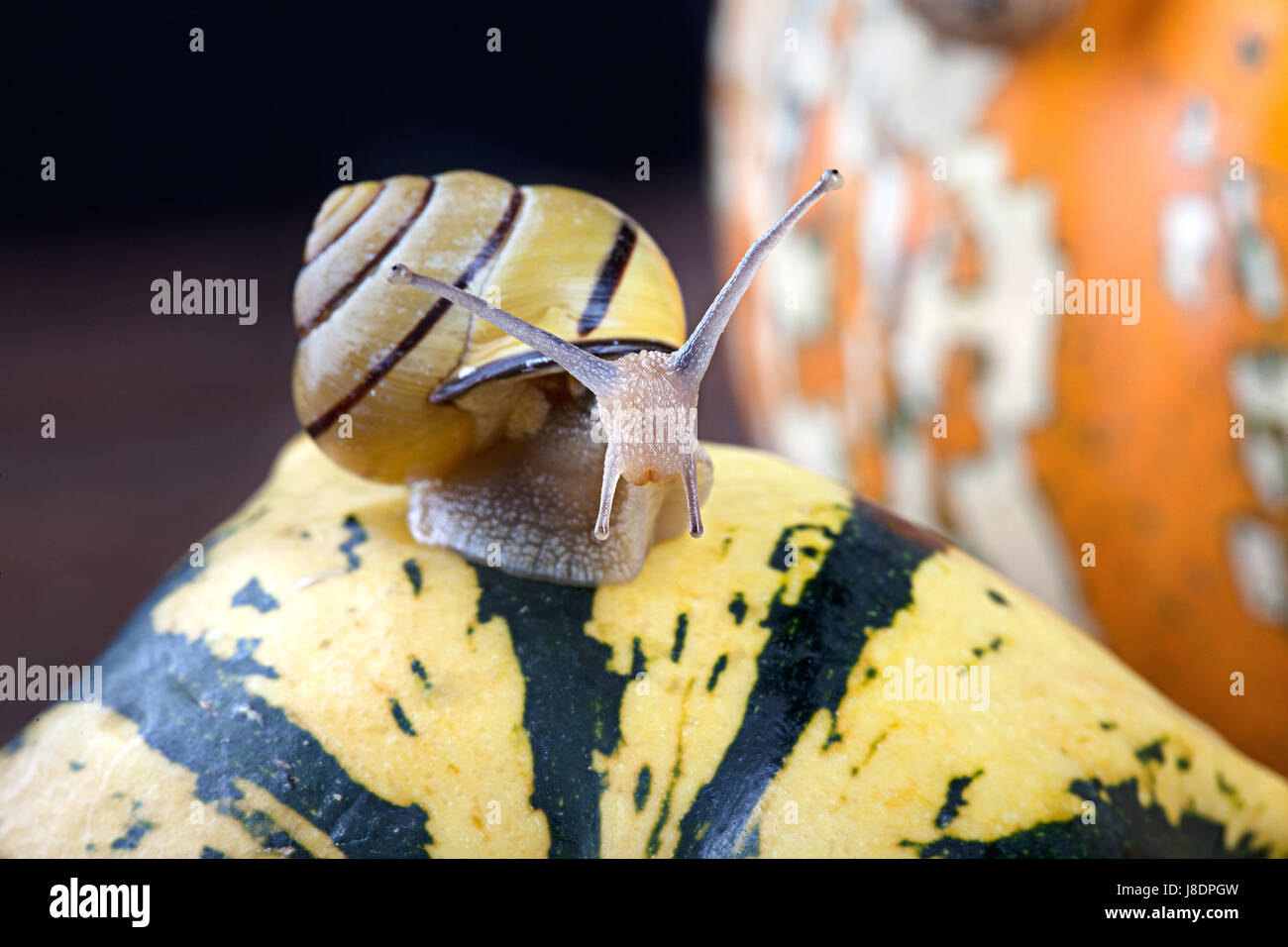 worm and pumpkin Stock Photo - Alamy