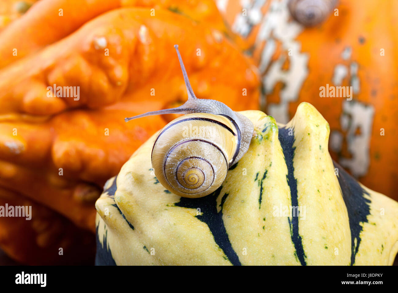 Striated pumpkin hi-res stock photography and images - Alamy