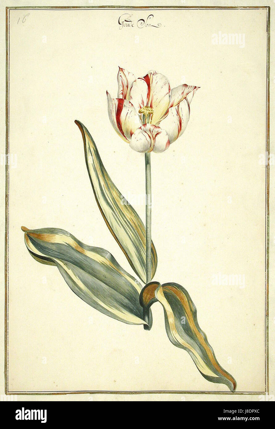 The Karlsruher Tulpenbuch, dating from 1681, is a botanical manuscript ...