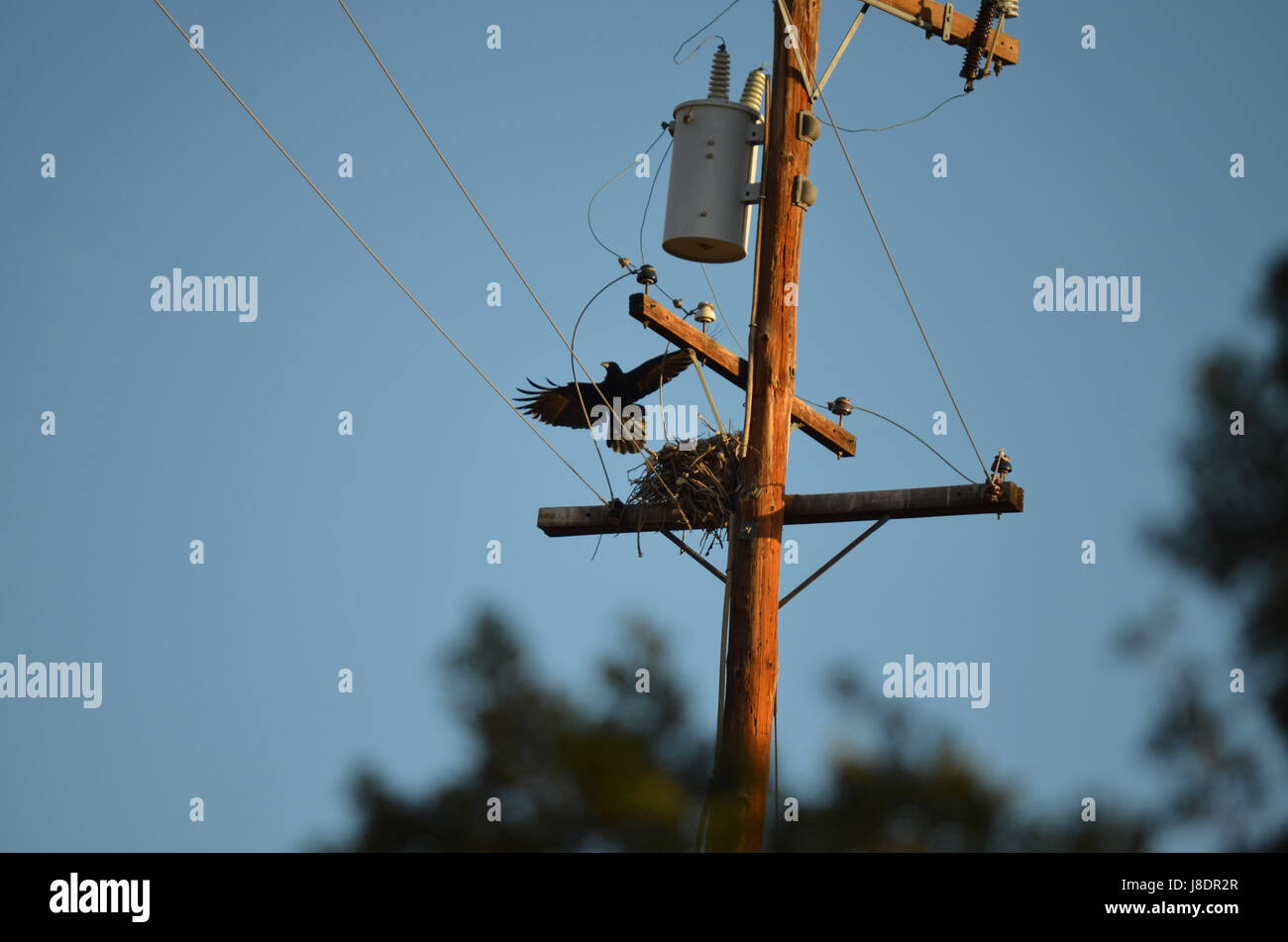 Common raven chicks nest hi-res stock photography and images - Alamy