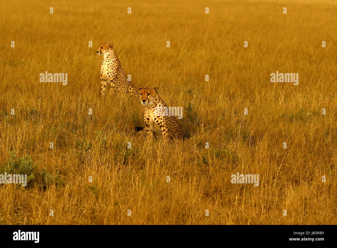 In the wilds of the African plains, the fastest animal on earth, the ...