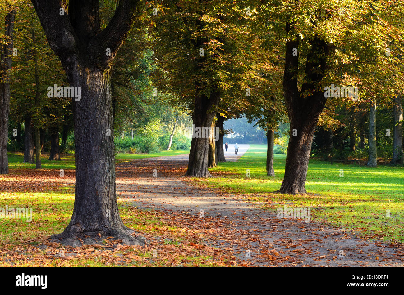park, in the morning, path, way, leaves, foliage, chestnut, fall ...