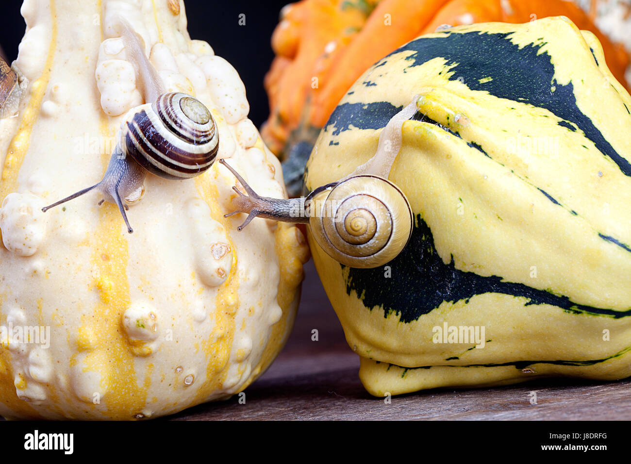 Striated pumpkin hi-res stock photography and images - Alamy