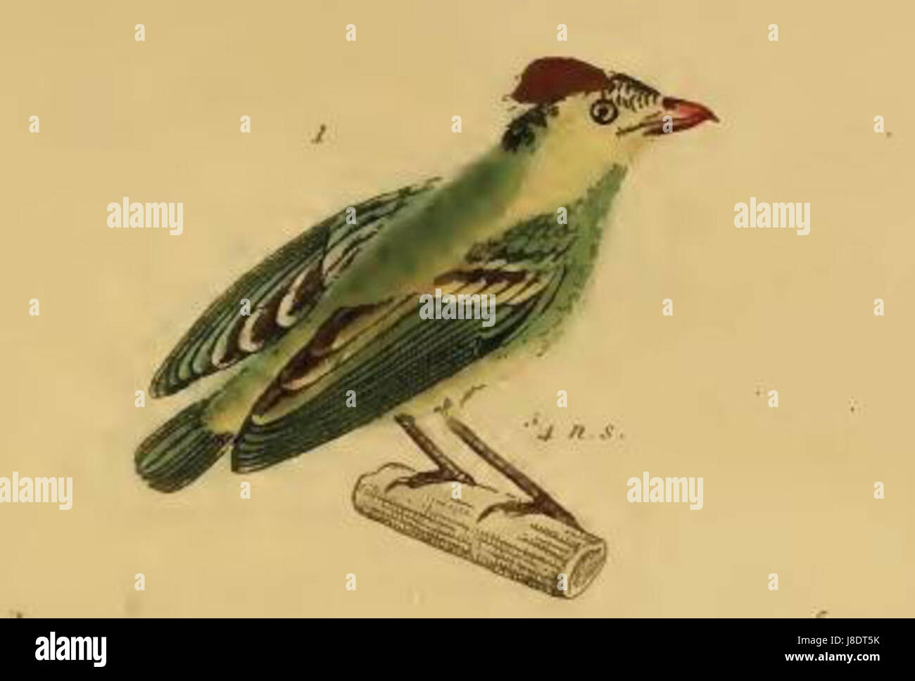 Kinglet calyptura hi-res stock photography and images - Alamy