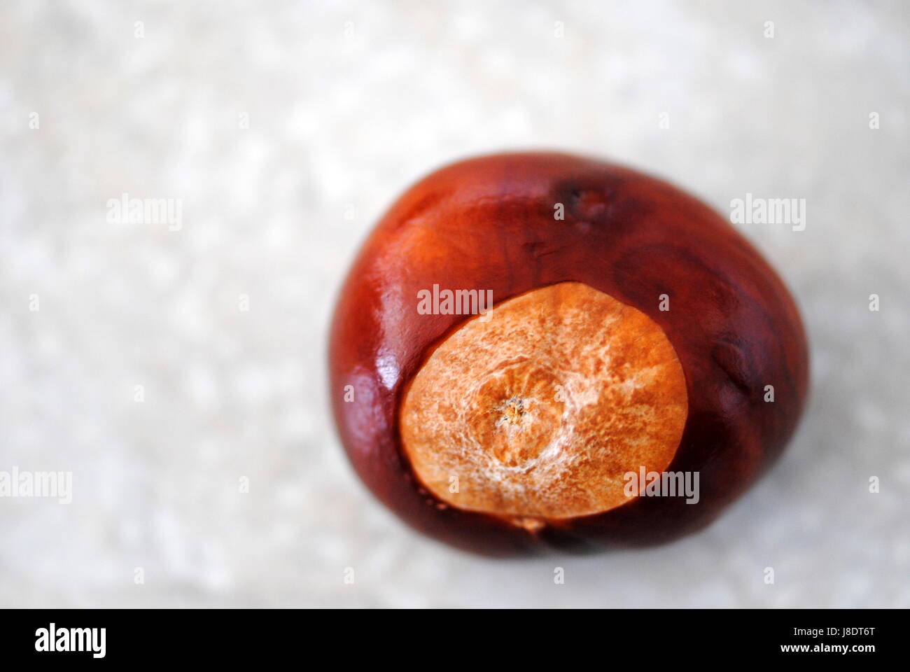 chestnut tree, chestnut, fodder, tree, trees, winter, fruit, woods ...