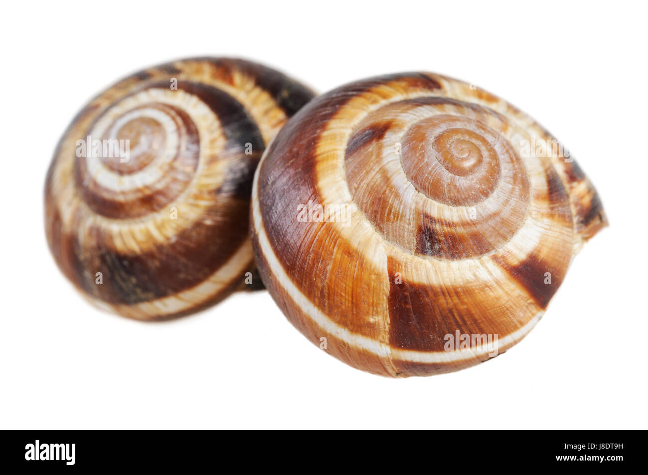 restaurant, food, aliment, culture, shell, france, kitchen, cuisine ...