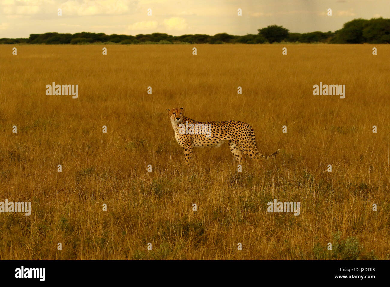 In the wilds of the African plains, the fastest animal on earth, the ...