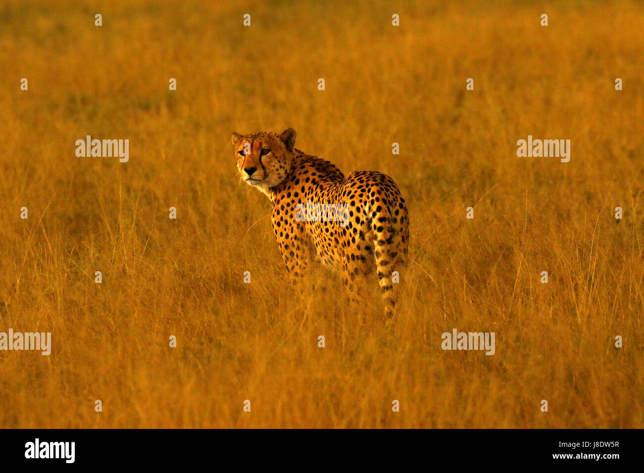 In the wilds of the African plains, the fastest animal on earth, the ...