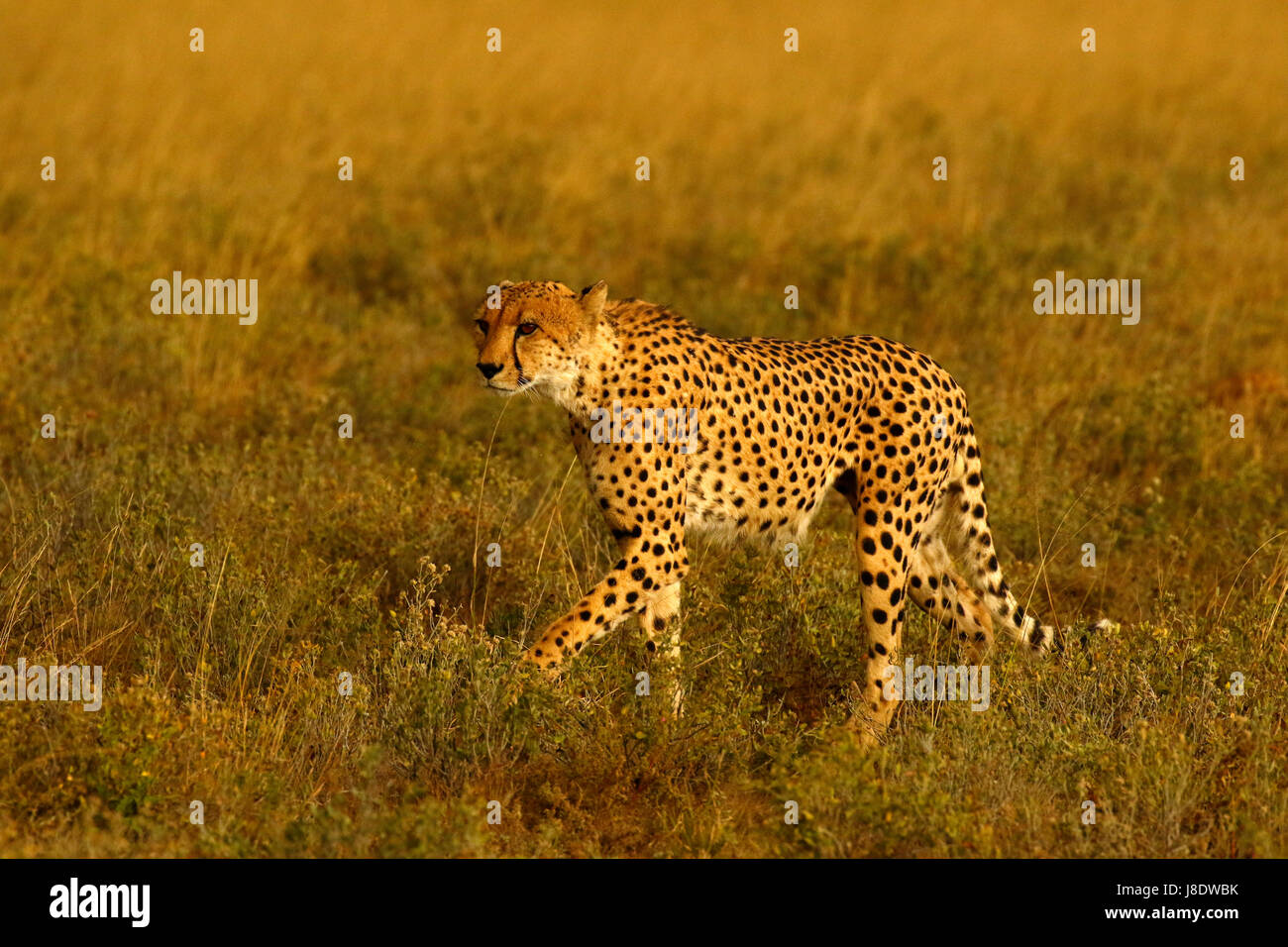 In the wilds of the African plains, the fastest animal on earth, the ...