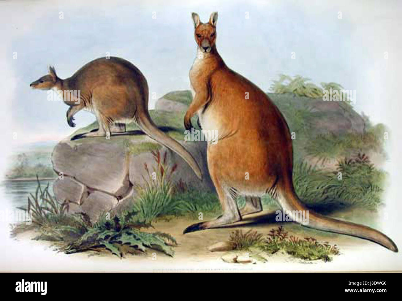 Unique physical characteristics of different species hi-res stock ...