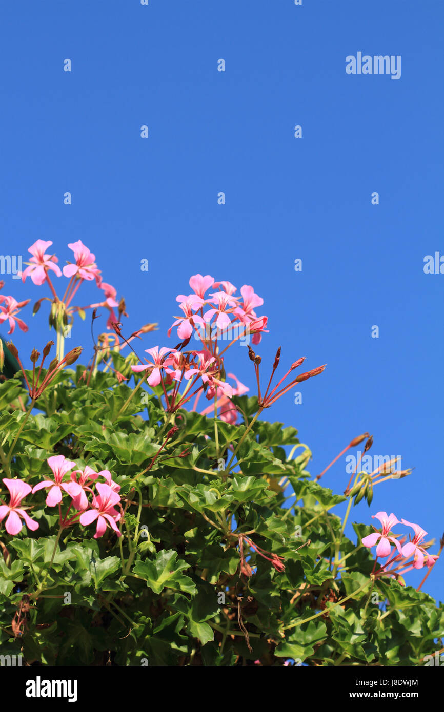 flower, flowers, plant, firmament, sky, geranium, geraniums, pink, blue ...