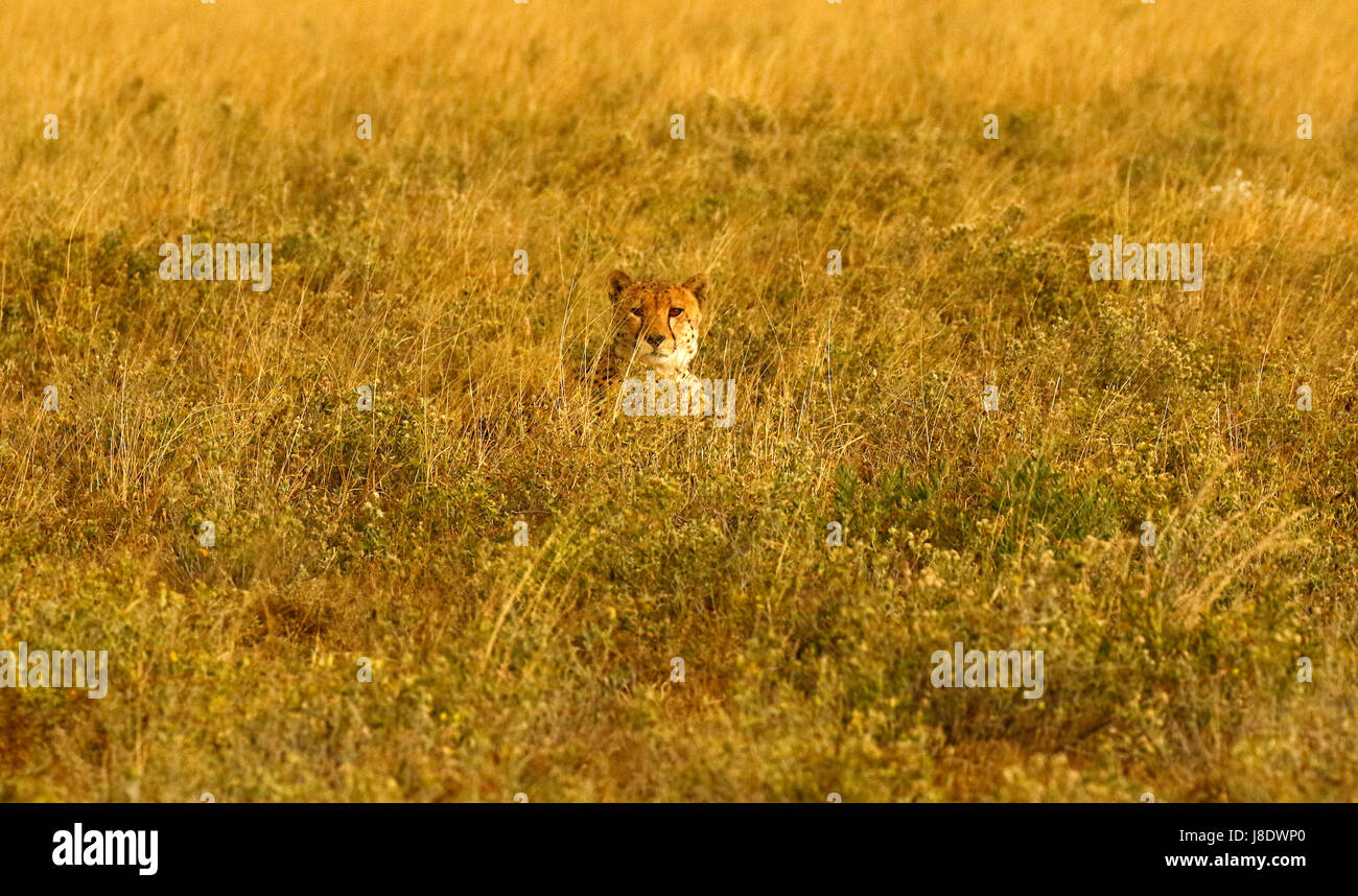 In the wilds of the African plains, the fastest animal on earth, the ...