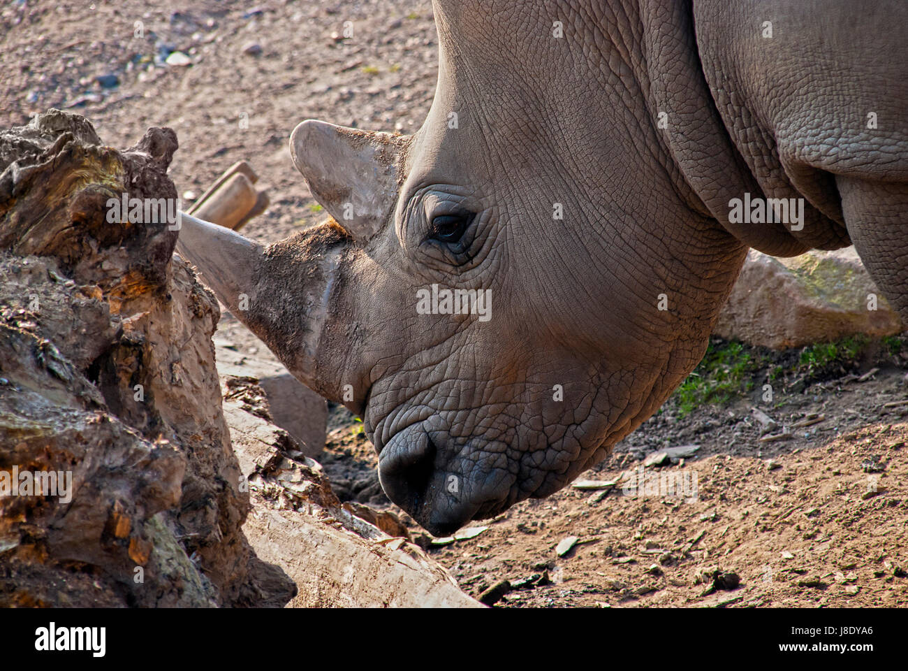 close, profile, big, large, enormous, extreme, powerful, imposing ...