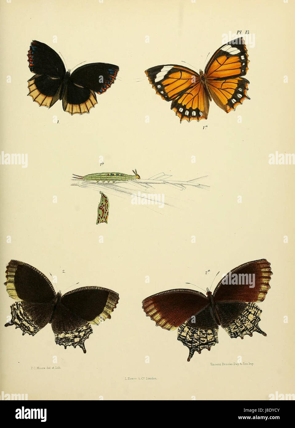 This plate is from the book 'The Lepidoptera of Ceylon,' a detailed ...